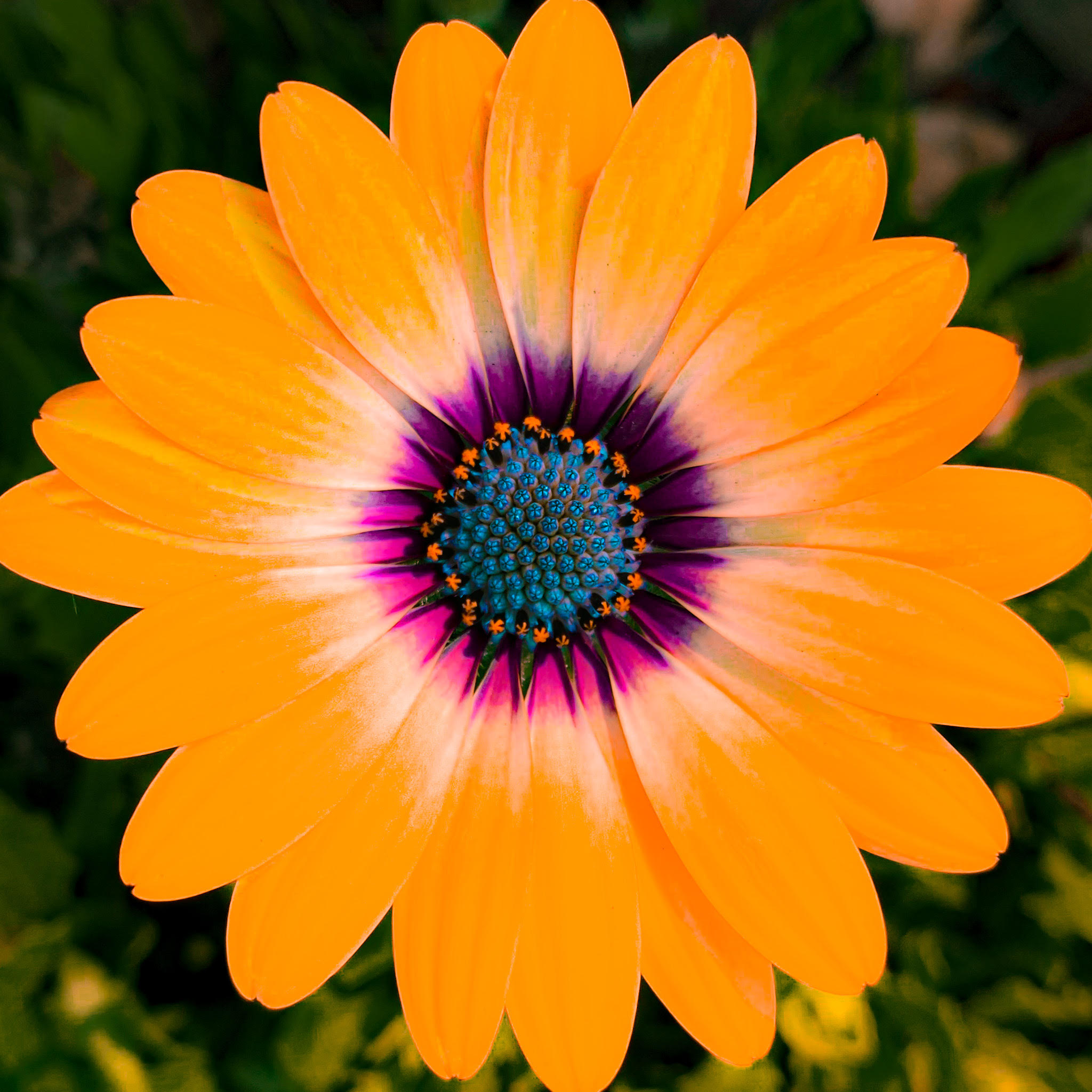 Hope | City of Capitola California